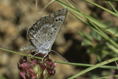 Nosy Cupid (Subspecies Orachrysops nasutus nasutus) · iNaturalist