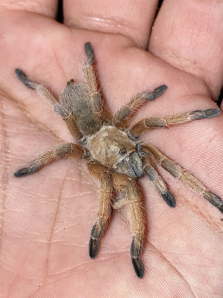 Rio Grande Gold Tarantula in August 2020 by David Hernandez. Val Verde ...