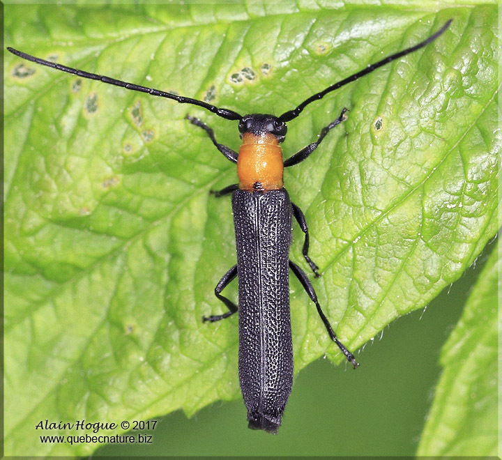 Raspberry Cane Borer from Montcerf-Lytton, QC, Canada on June 20, 2017 ...