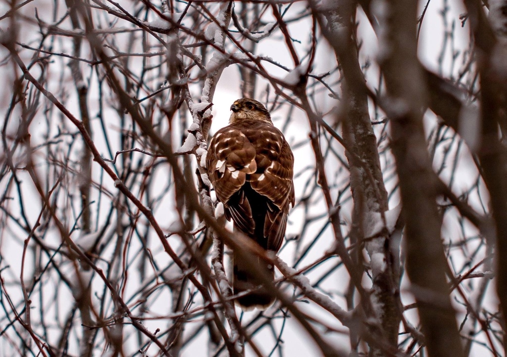 Sharp-shinned Hawk from Lauren Way, Lexington, KY, US on February 1 ...