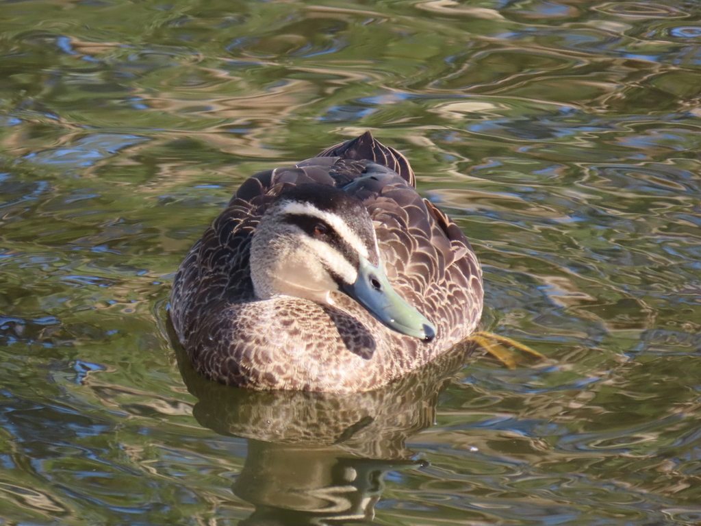 Pacific Black Duck × Mallard from Morwell VIC 3840, Australia on ...