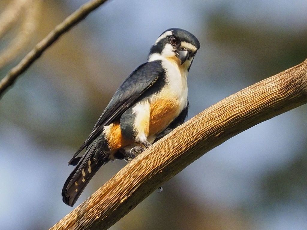 Black-thighed Falconet from Bukit Kiara, 60000 Kuala Lumpur, Federal ...