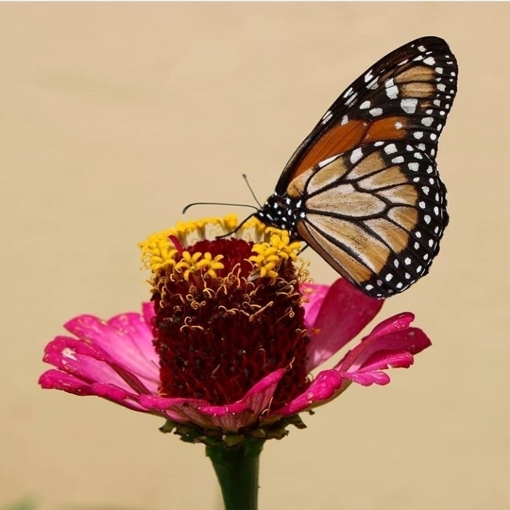 Southern Monarch from Buritizal - SP, 14570-000, Brasil on January 20 ...