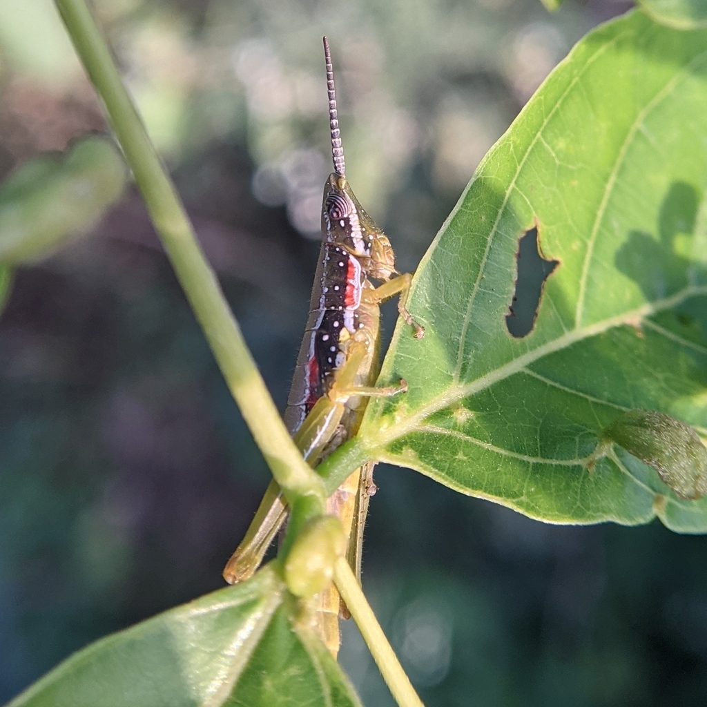 Neorthacris acuticeps from ITI Employees Layout, Annapurneshwari Nagar ...