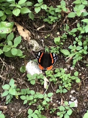 Observations by davide-pedrotti · iNaturalist