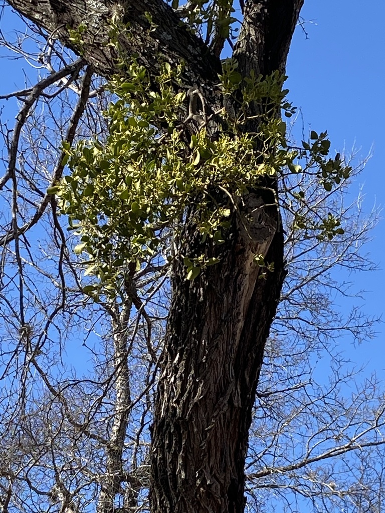 American Mistletoe from Enchanted Rock State Natural Area ...