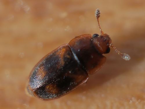 Epuraea unicolor · iNaturalist