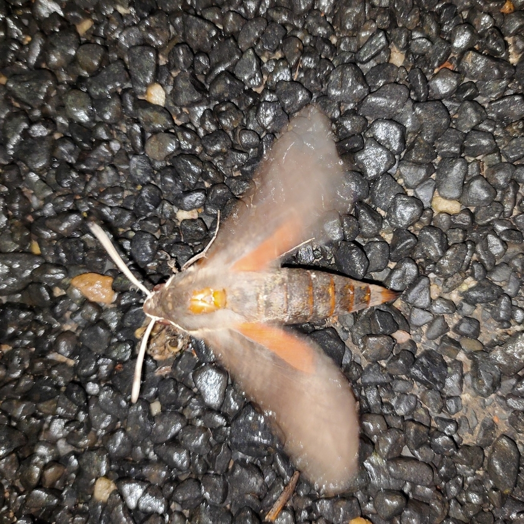 Coprosma Hawk Moth from Cobar Park NSW 2790, Australia on February 24 ...