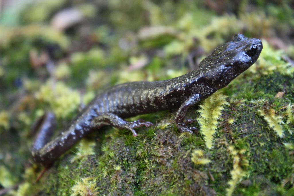 Wandering Salamander in February 2010 by Nadje Najar · iNaturalist