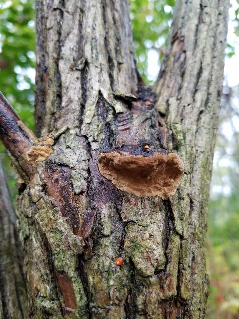 Cracked Cap Polypore from Noble County, US-IN, US on October 24, 2017 ...