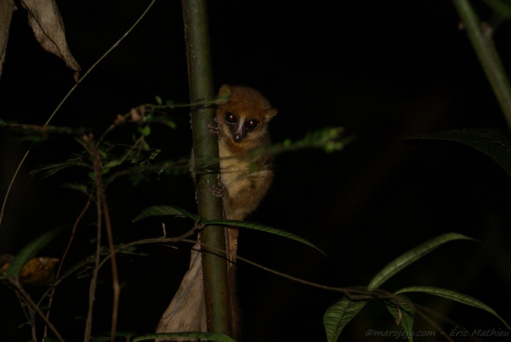 Mouse Lemurs in October 2010 by Éric Mathieu. Marojejy National Park ...
