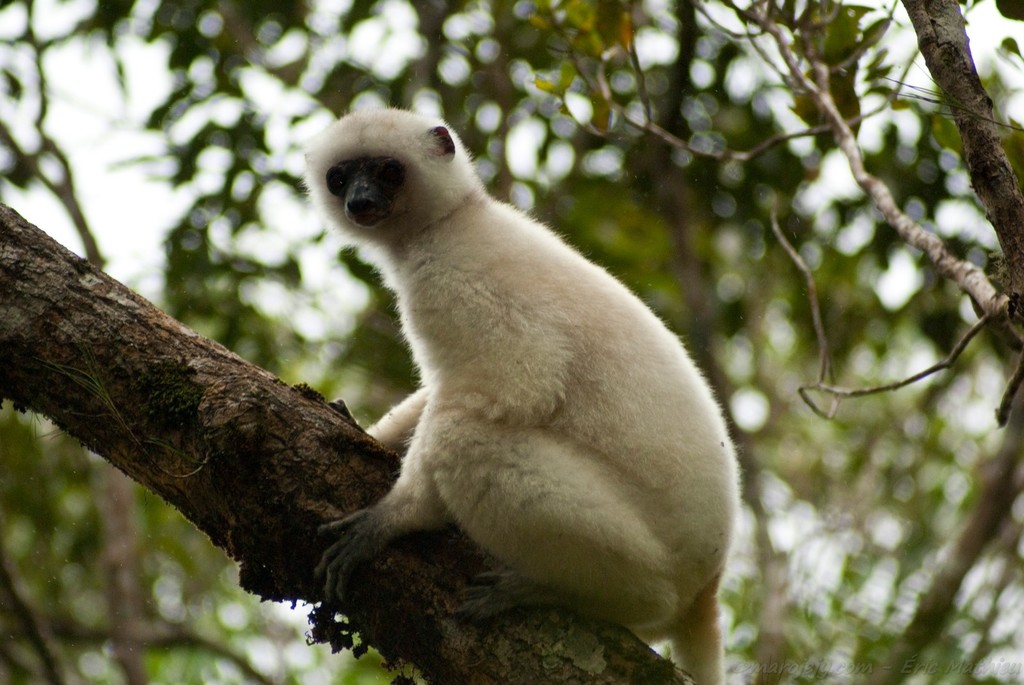 Silky Sifaka in November 2009 by Éric Mathieu. Marojejy National Park ...