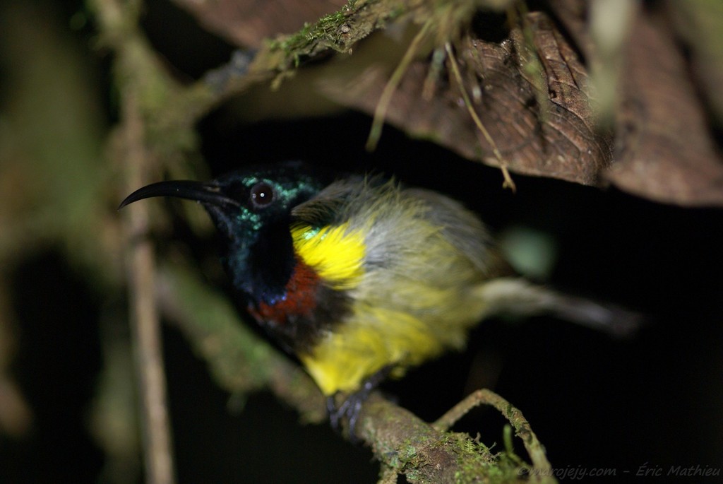 Souimanga Sunbird from District de Sambava, Madagascar on November 13 ...