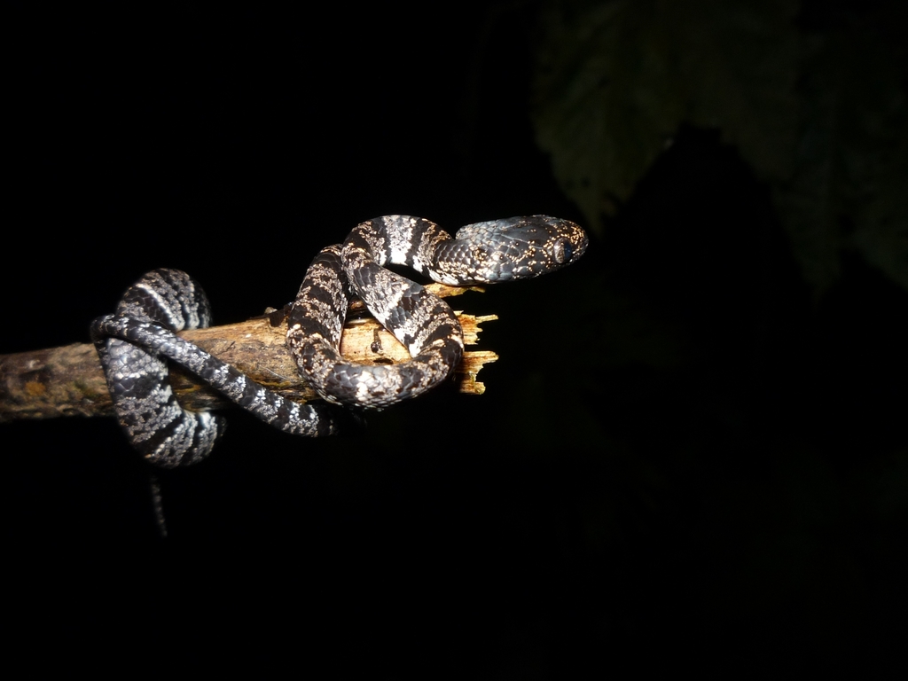 Cloudy Snail-eating Snake from Santa Fé, Panamá on April 20, 2010 at 07 ...