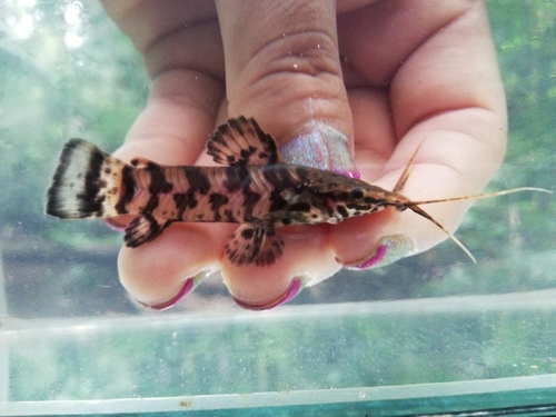 Spotted Hoplo (Megalechis thoracata) · iNaturalist