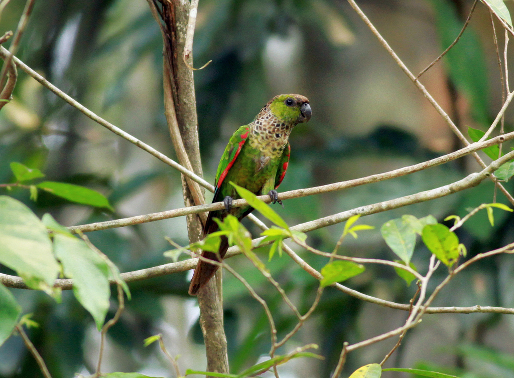 Black-capped Parakeet in September 2019 by Vincent · iNaturalist