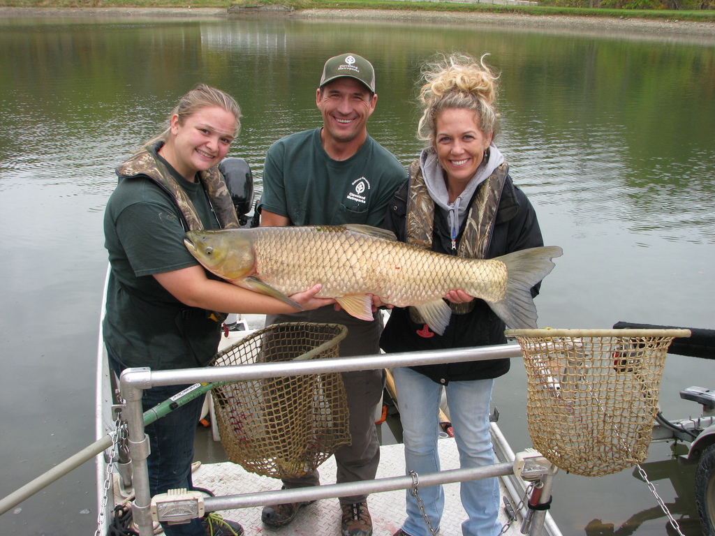 Grass Carp from OH: Medina County on October 23, 2017 at 11:22 AM by ...