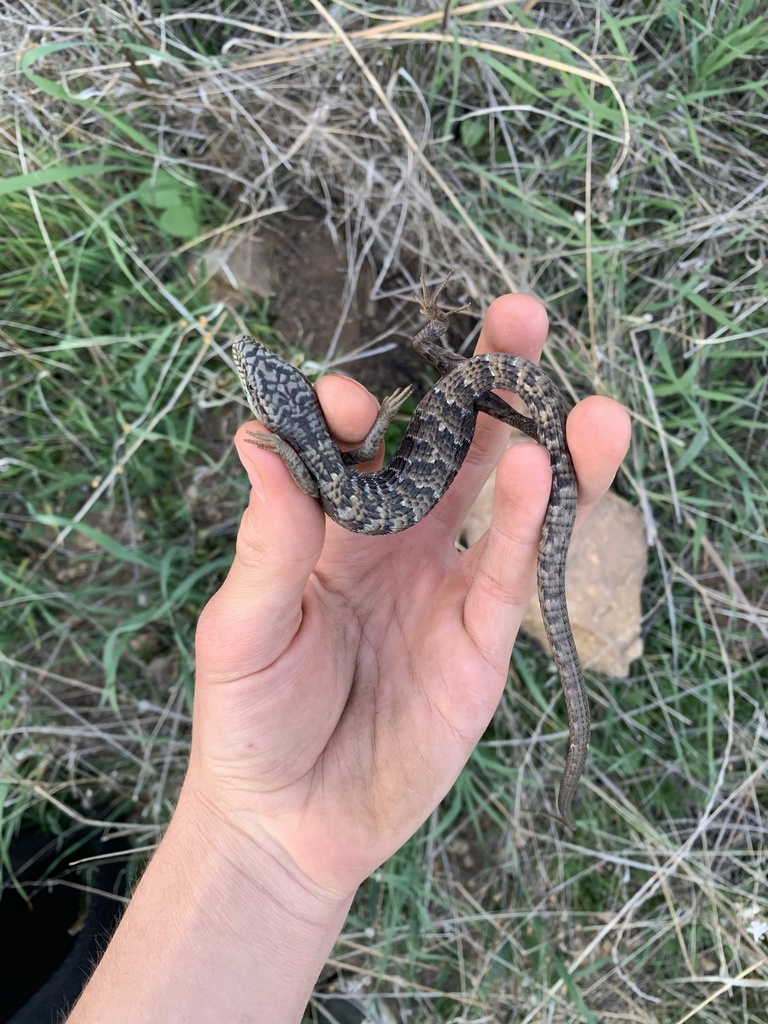 Southern Alligator Lizard from Claremont, CA, US on February 25, 2021 ...