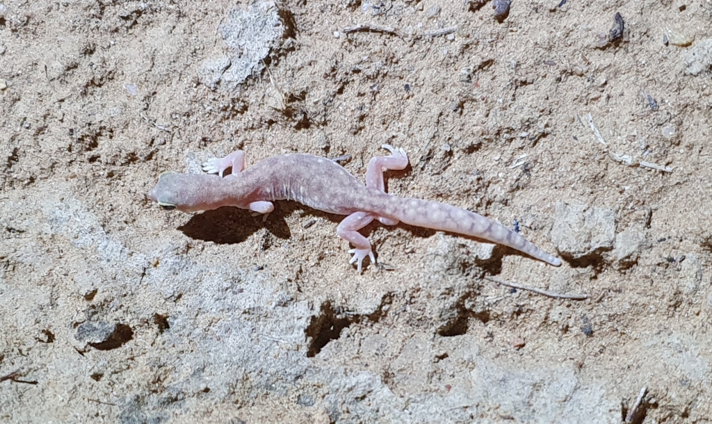 Eastern Beaked Gecko from Elgin QLD 4721, Australia on February 25 ...