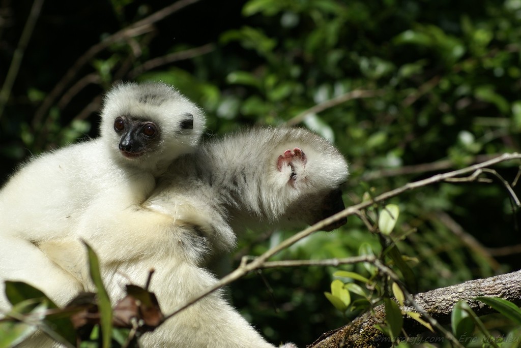 Silky Sifaka in December 2008 by Éric Mathieu. Marojejy National Park ...