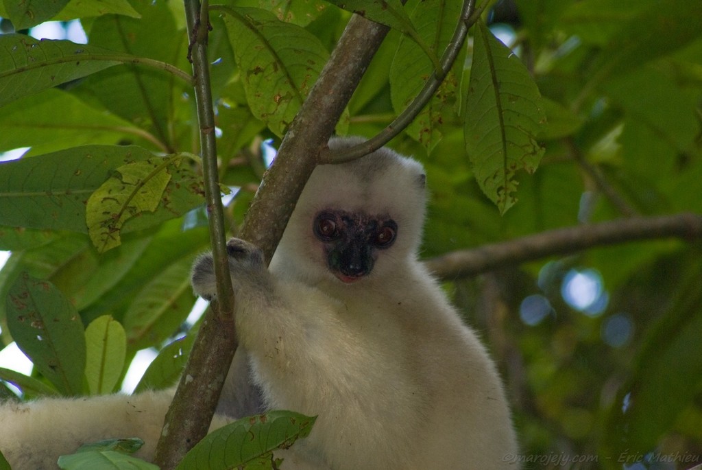 Silky Sifaka in November 2008 by Éric Mathieu. Marojejy National Park ...