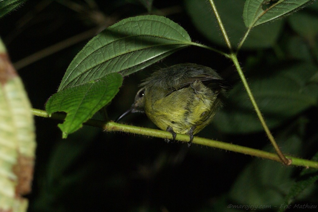 Souimanga Sunbird from District de Sambava, Madagascar on October 17 ...