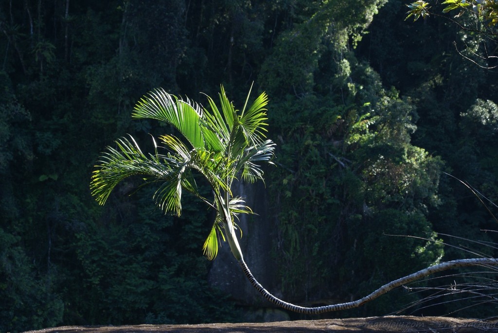 Dypsis baronii from District de Sambava, Madagascar on October 19, 2008 ...