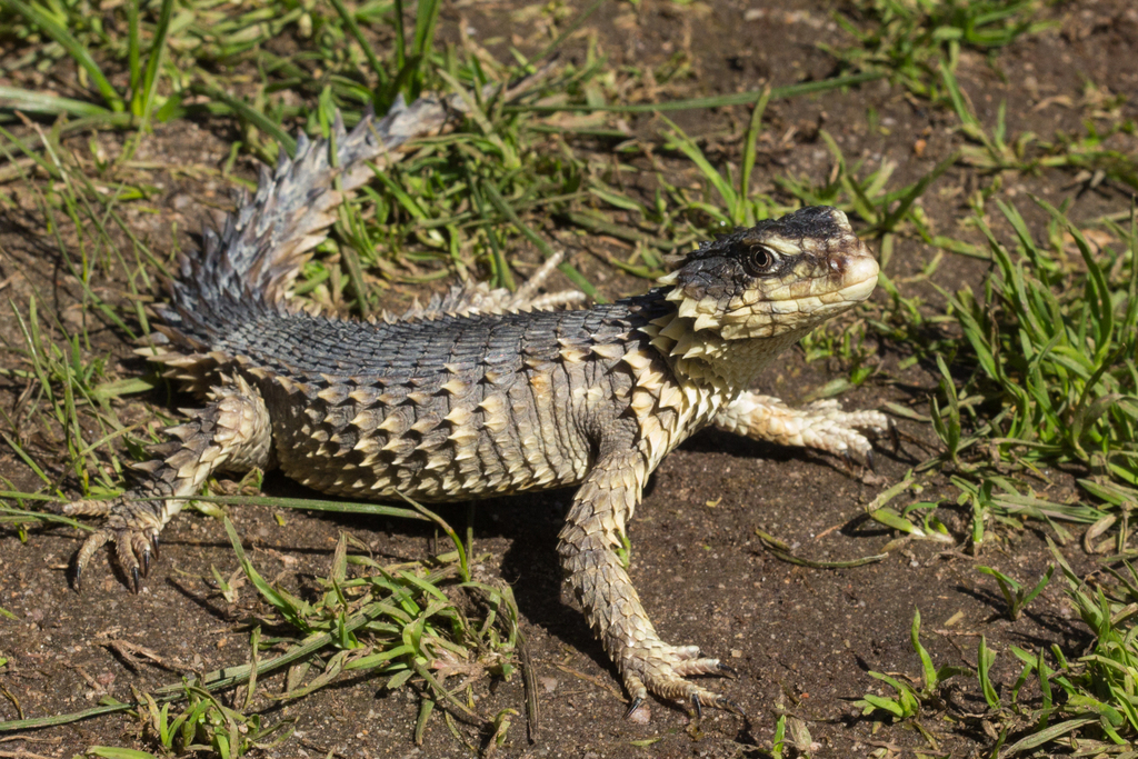Giant Girdled Lizard in August 2018 by Myles Veysey. ASI Reptile ...