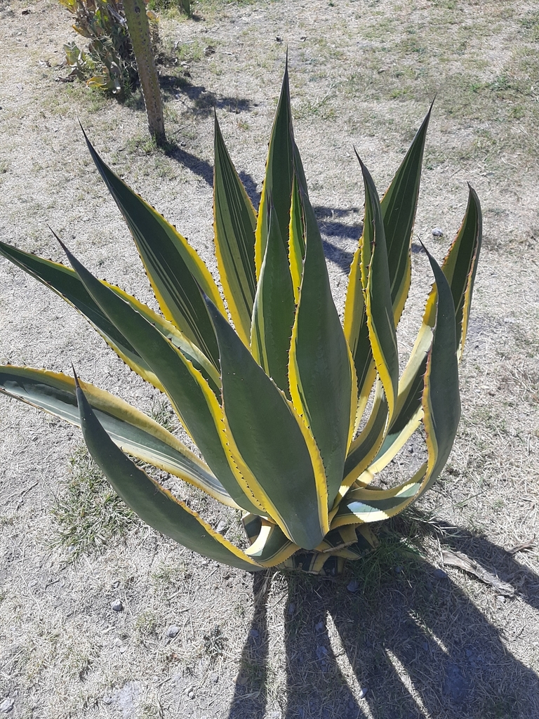 American century plant from San Andres, 38010 Celaya, Gto., México on ...