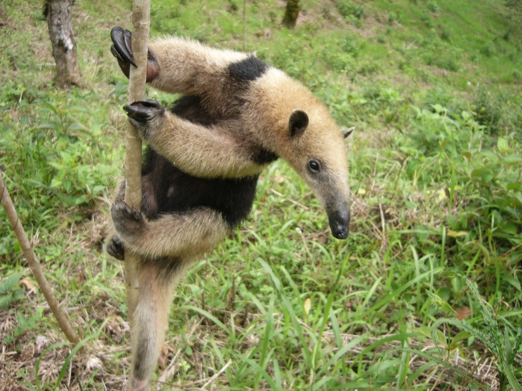 Northern Tamandua from Santa Fé, Panamá on February 4, 2006 at 03:15 PM ...