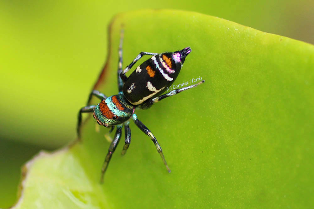 North Queensland Jumping Spider from Yungaburra, Queensland, Australia ...