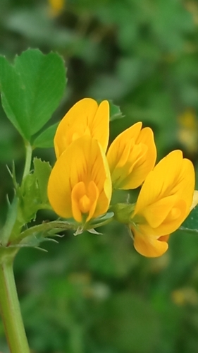 Calvary Clover (Variety Medicago intertexta intertexta) · iNaturalist