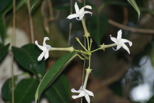 Stephanotis grandiflora · iNaturalist United Kingdom