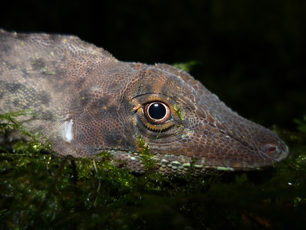Casilda's Anole in October 2009 by Edgar Abel Toribio Pèrez · iNaturalist