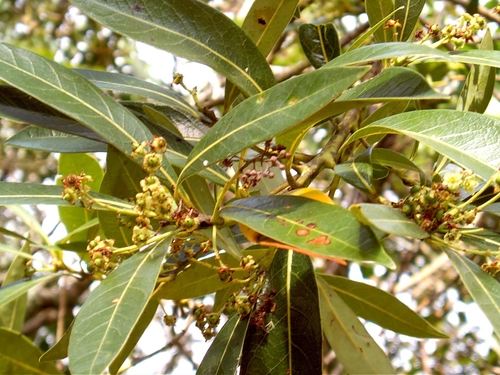 Ocotea lancifolia · iNaturalist