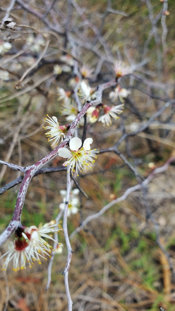 Scrub Plum in February 2021 by Jeff Weber. In sandhill habitat ...