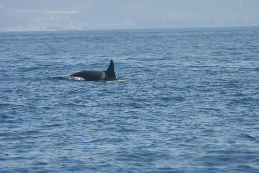 Orca from Strait of Gibraltar on August 29, 2014 at 10:59 PM by Anno ...
