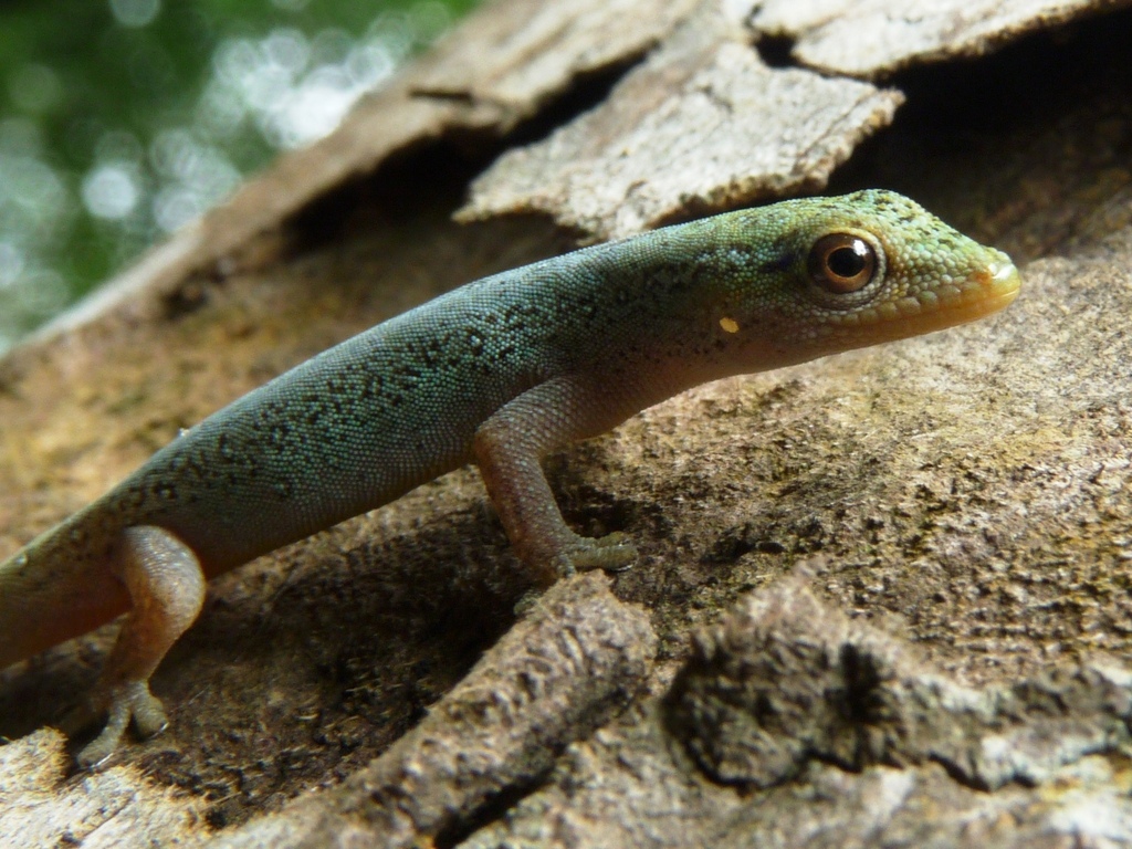 Cameroon Dwarf Gecko from Abidjan on October 10, 2010 by Alex Krohn ...