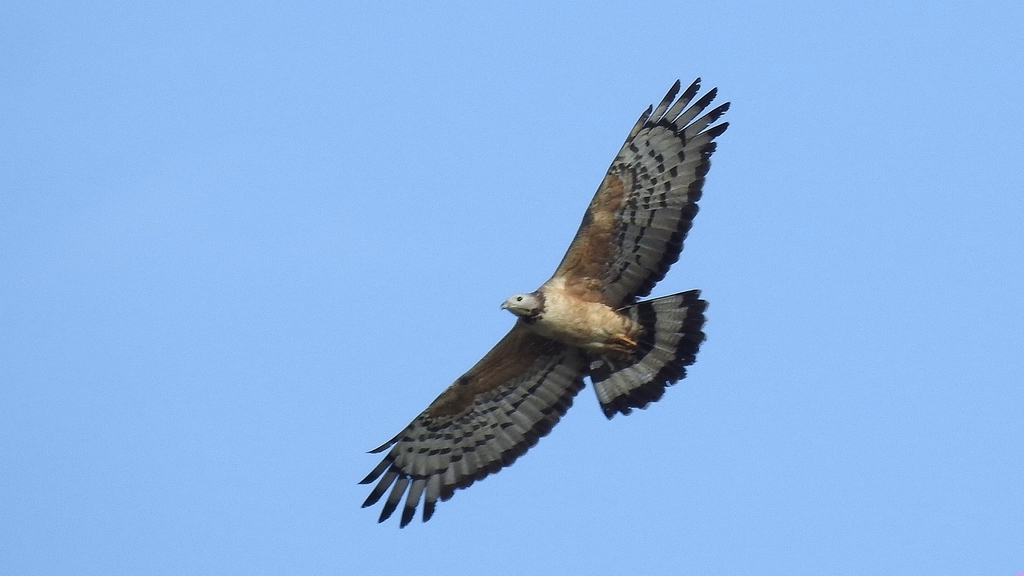 Oriental Honey-buzzard in February 2021 by aero bird · iNaturalist