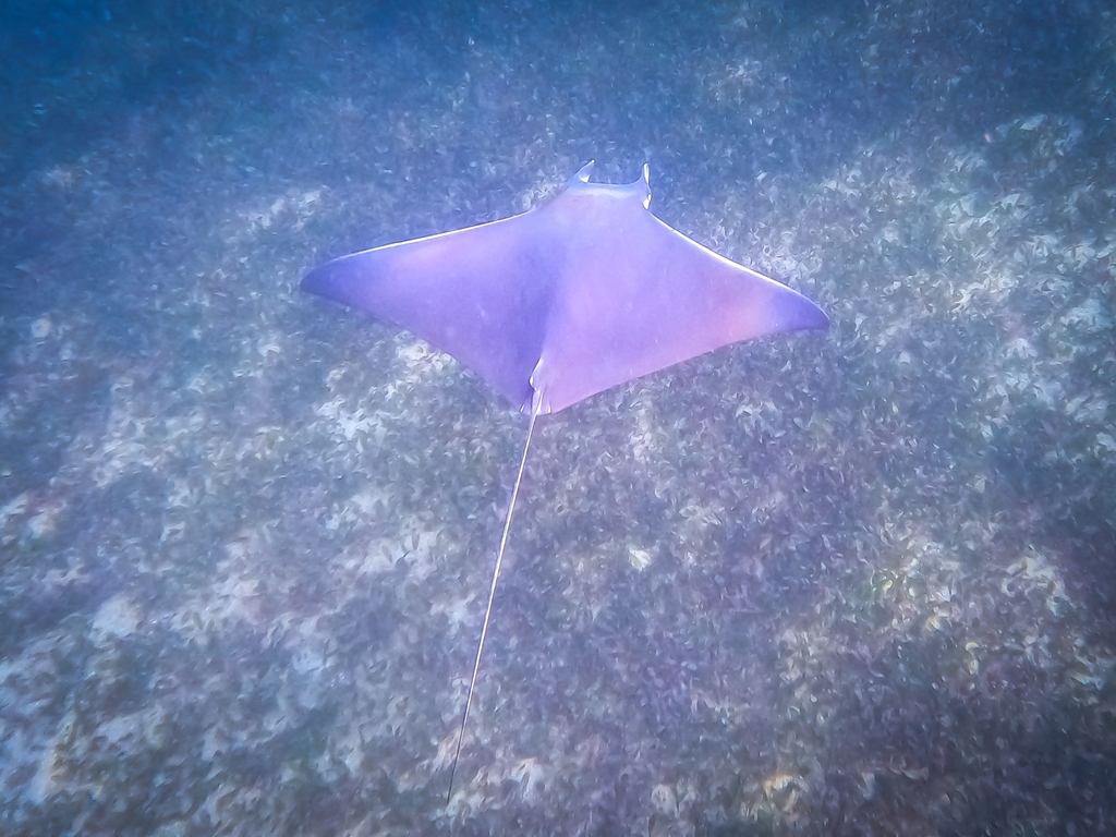 Shorthorned Pygmy Devil Ray from New South Wales, Australia on February ...