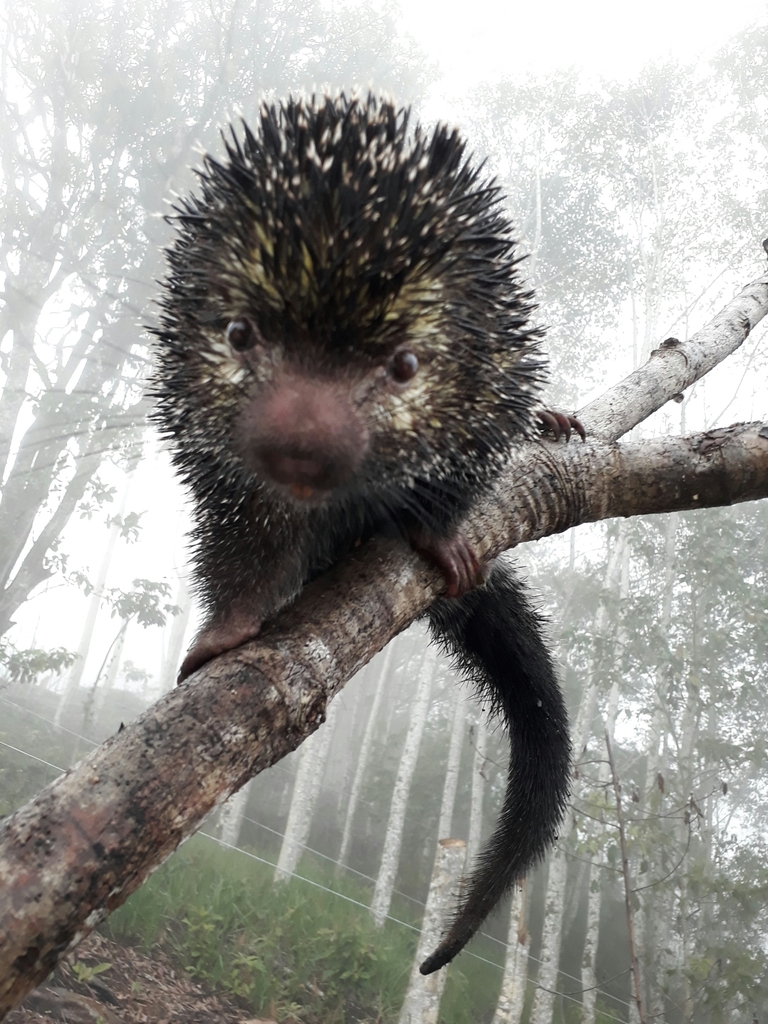 Andean Porcupine from 6 de Julio de Cuellaje (Cab. en Cuellaje ...