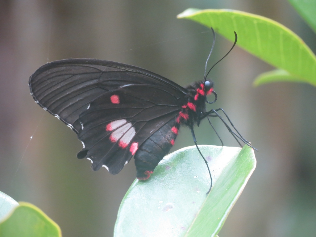 Parides anchises nephalion from Mogi das Cruzes on February 27, 2021 at ...