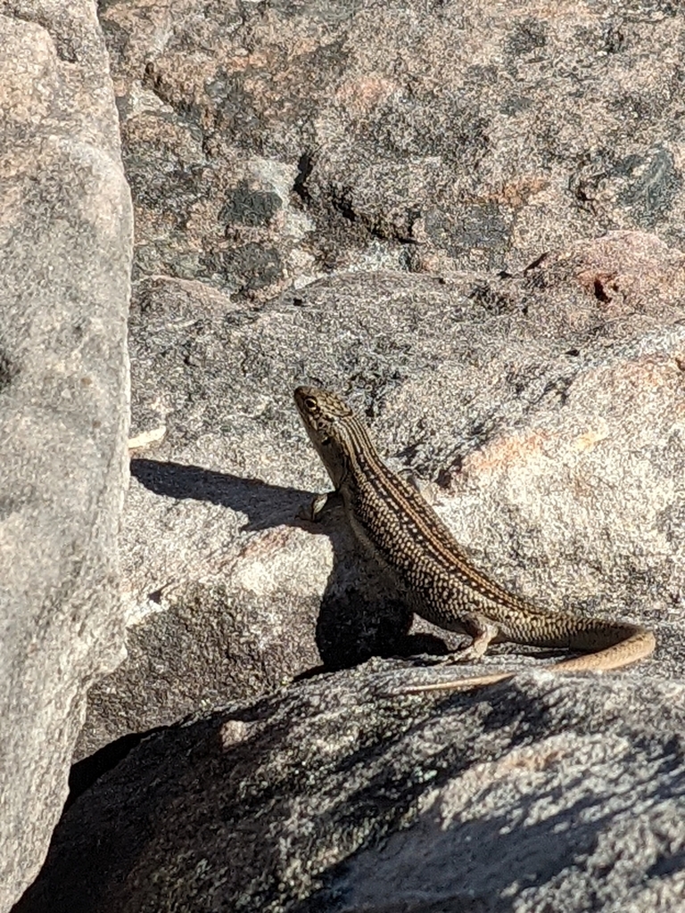 White's Skink from Grampians National Park on January 23, 2021 at 09:37 ...