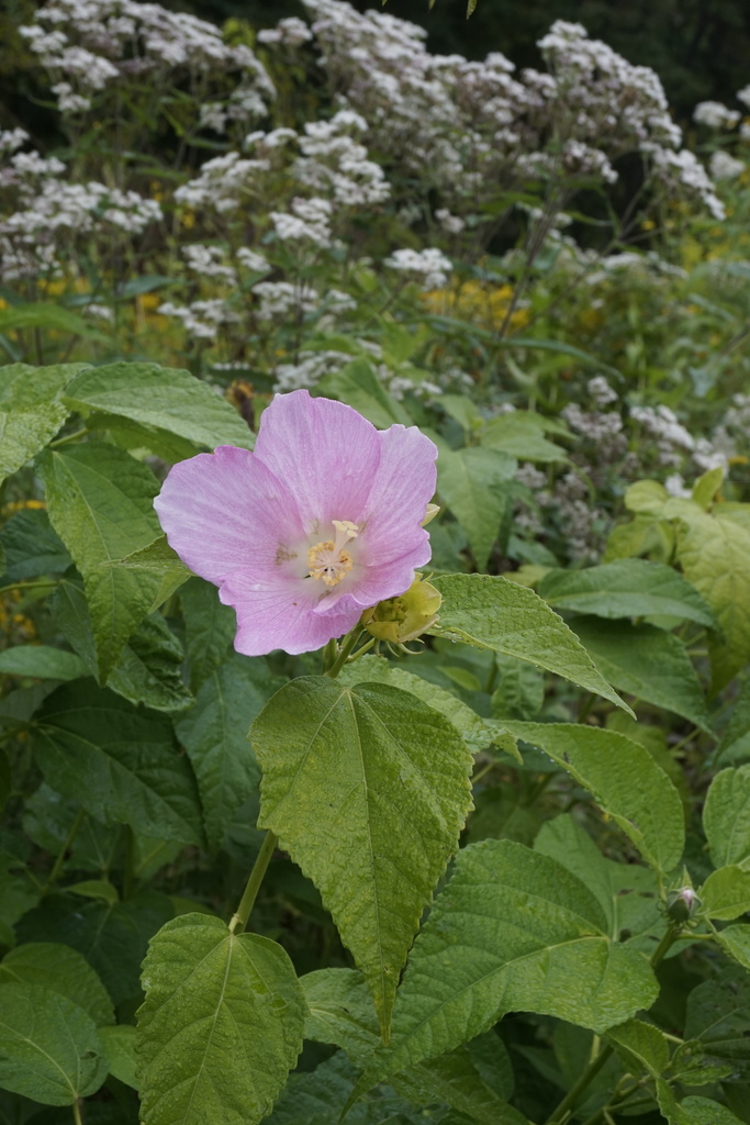 swamp rose mallow from Tompkins County, NY, USA on September 9, 2019 at ...