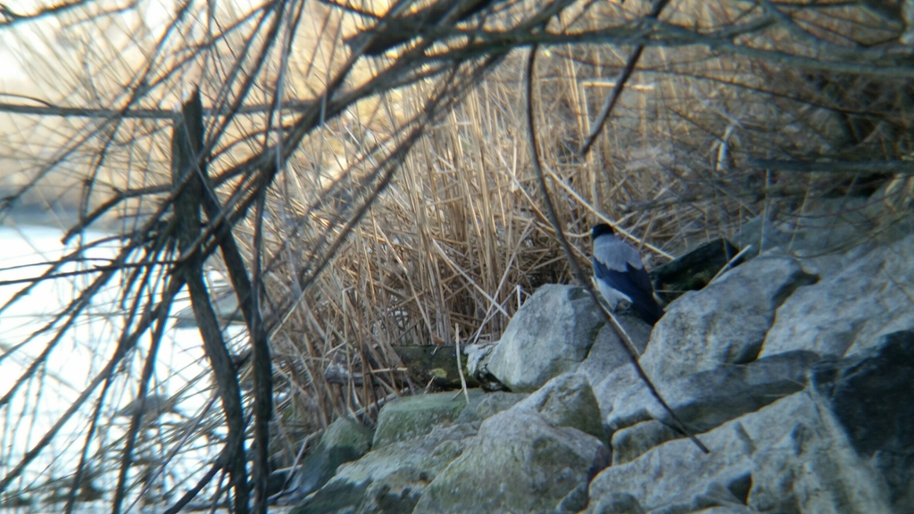 Hooded Crow from 1200 Vienna, Austria on February 28, 2021 at 03:00 PM ...