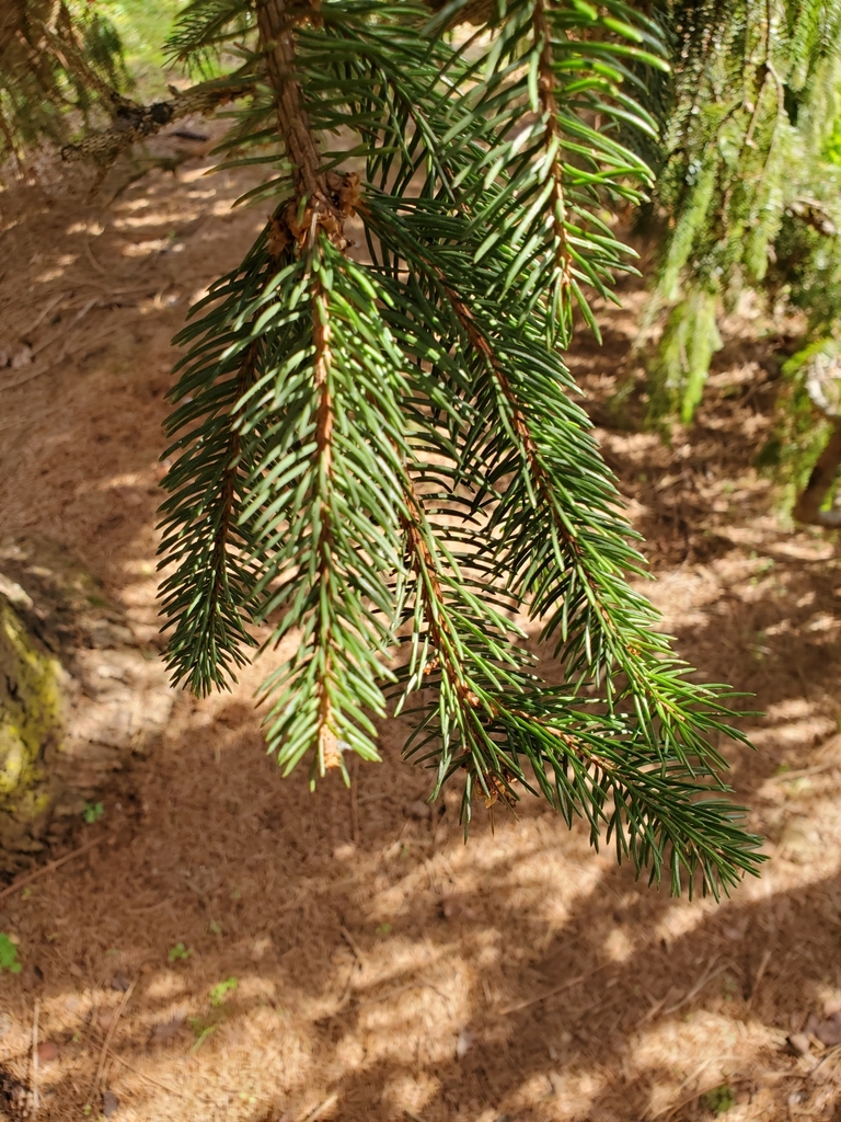 Norway spruce from Cullowhee, NC, USA on February 28, 2021 at 11:53 AM ...