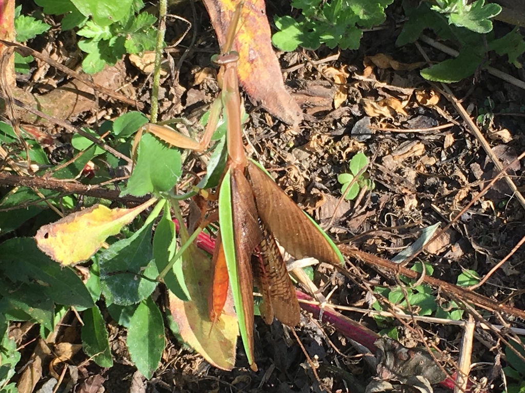 Chinese Mantis from 3100–3198 Sullivan Trl, Forks, PA, US on October 7 ...