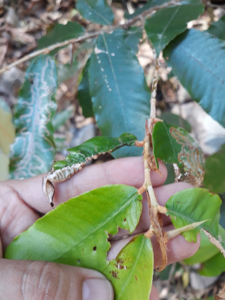 Parinari pachyphylla from Pozo Azul, La Jagua Del Pilar, La Guajira ...