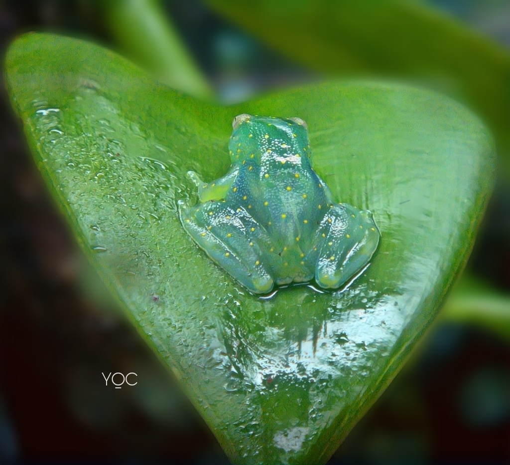Fringe-Limbed Tree Frog from El Nispero Zoo on February 27, 2021 at 05: ...