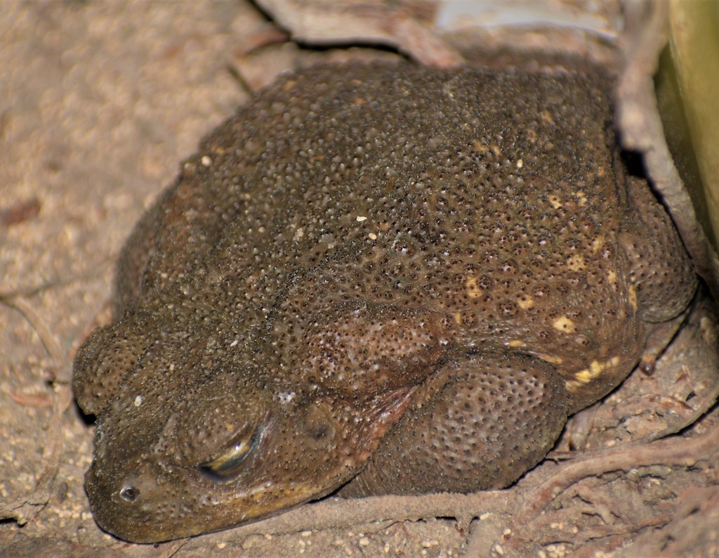 Giant Toad from Puerto del Morro, Ecuador on December 30, 2020 at 02:26 ...